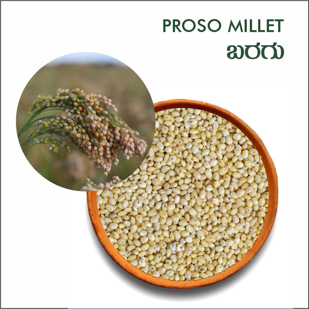 Proso millet – Tolshi Organics